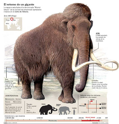 Animales de ayer y de hoy: ¿Por qué desaparecieron los mamuts?