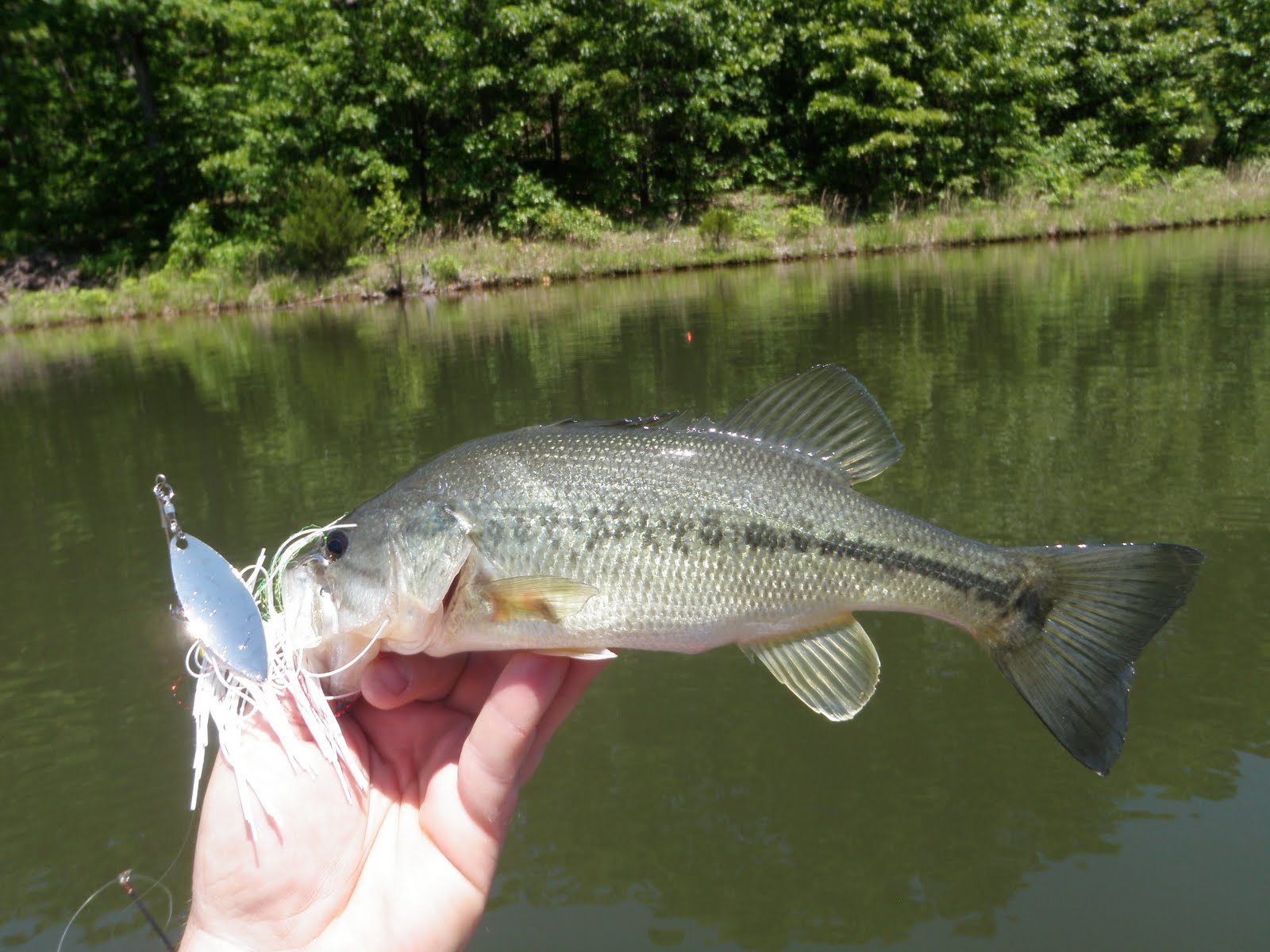 Fish Missouri: Cuiver River SP, Lake Lincoln, Lincoln County, MO ...