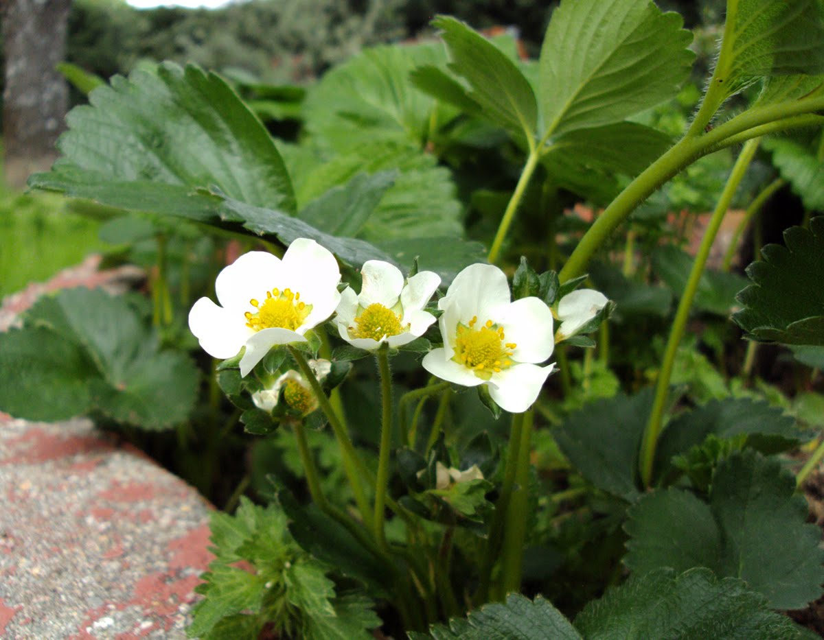 Huerto Improvisado Improvised Vegetable Garden: Las primeras flores