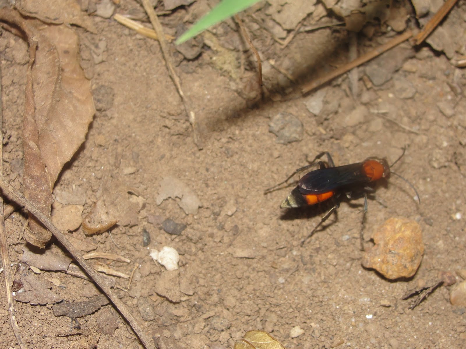 Ap Biology Collection 2: Exoskeleton