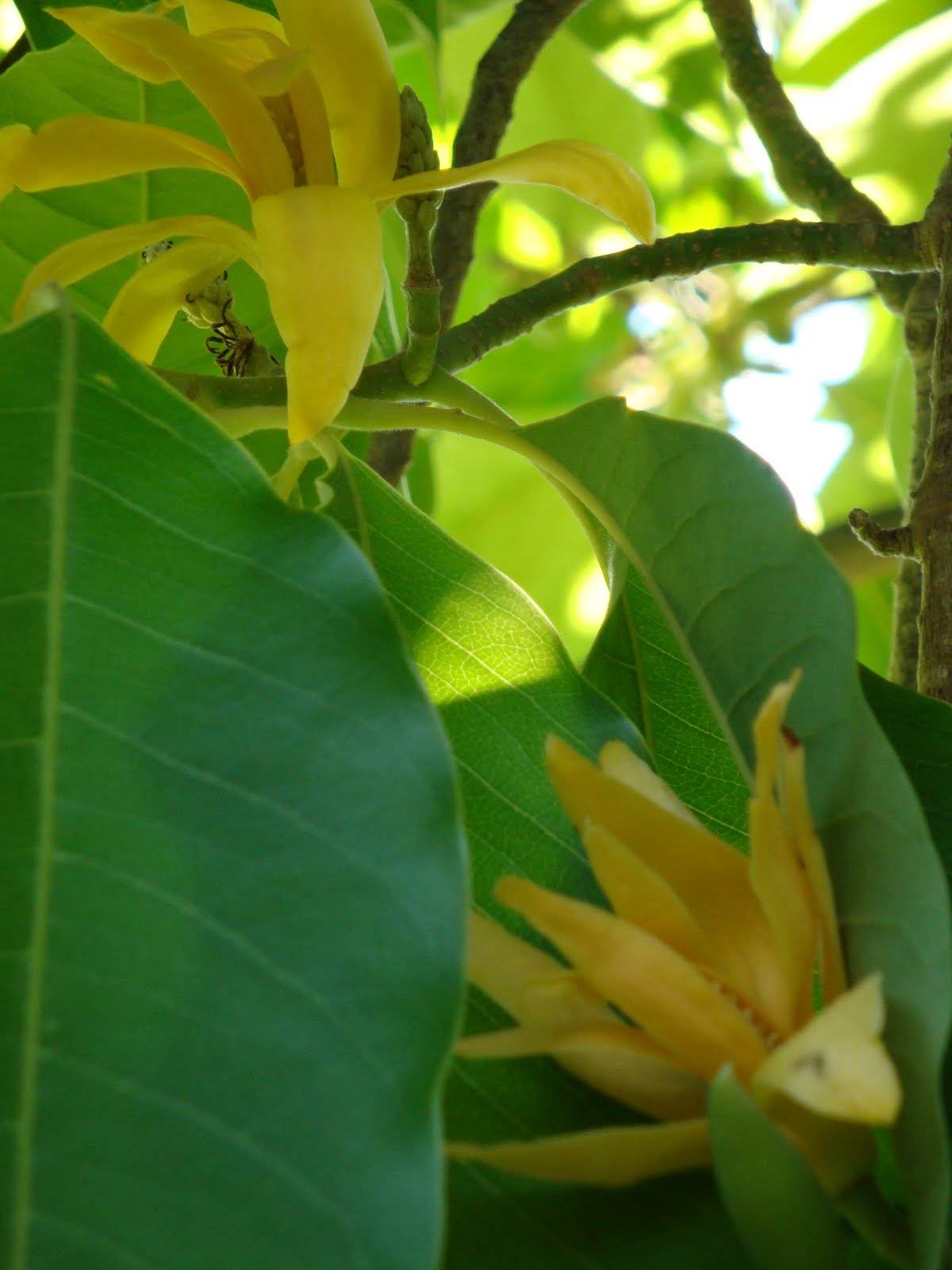 Entertaining From an Ethnic Indian Kitchen: Outdoor scented room