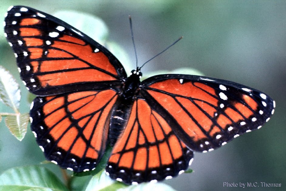 Zootecnia y Mas: LAS MARIPOSAS
