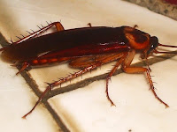 haukkumaukku: IIIIKKK!!! Torakka!!!