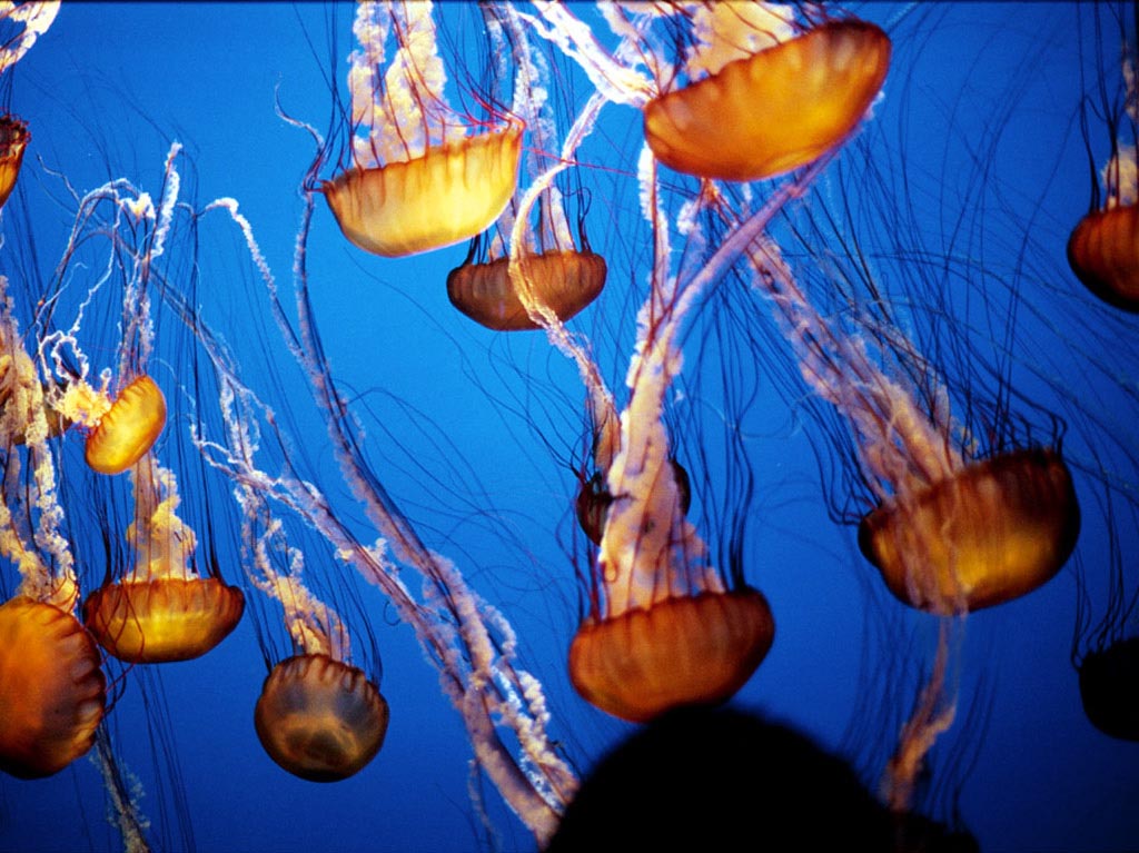 National Geographics: jellyfish driffers numura