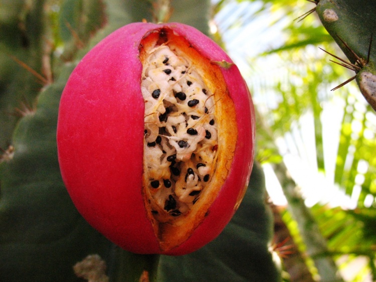 Cariricaturas: O Fruto do mandacaru - por Socorro Moreira