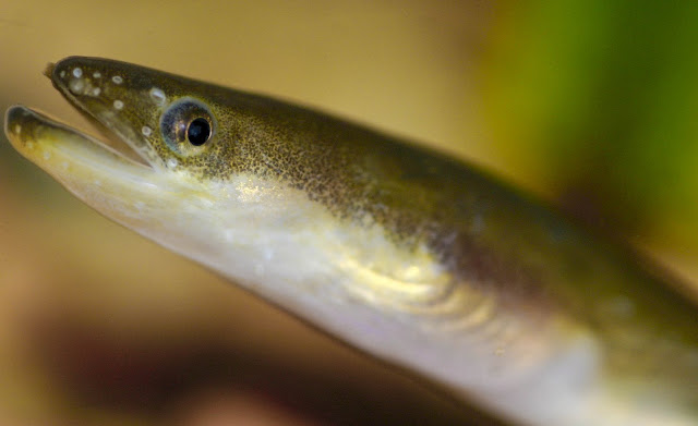 sciencedog: bony fish