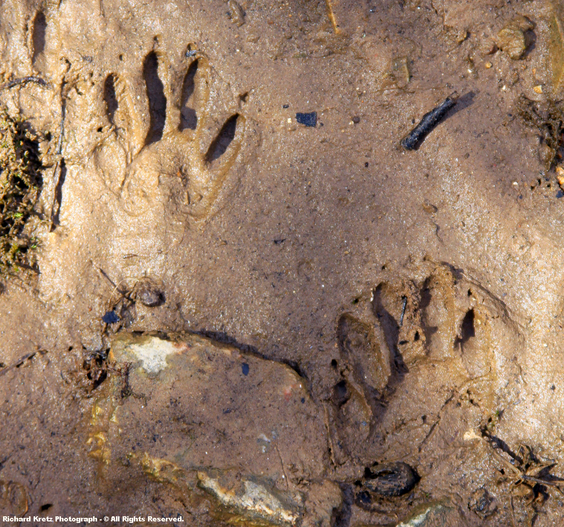 The High Knob Landform: Glorious Spring Renewal & March Madness!