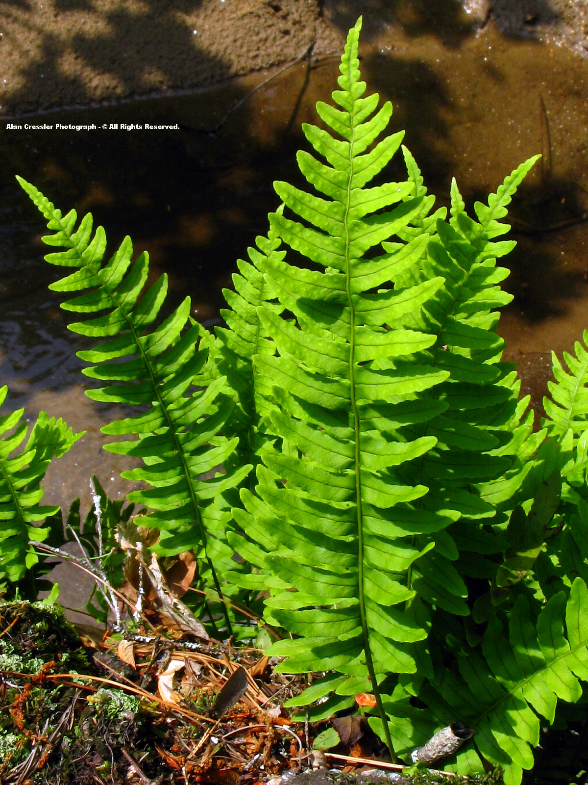 The High Knob Landform: Flora 3: Ferns of The High Knob Landform