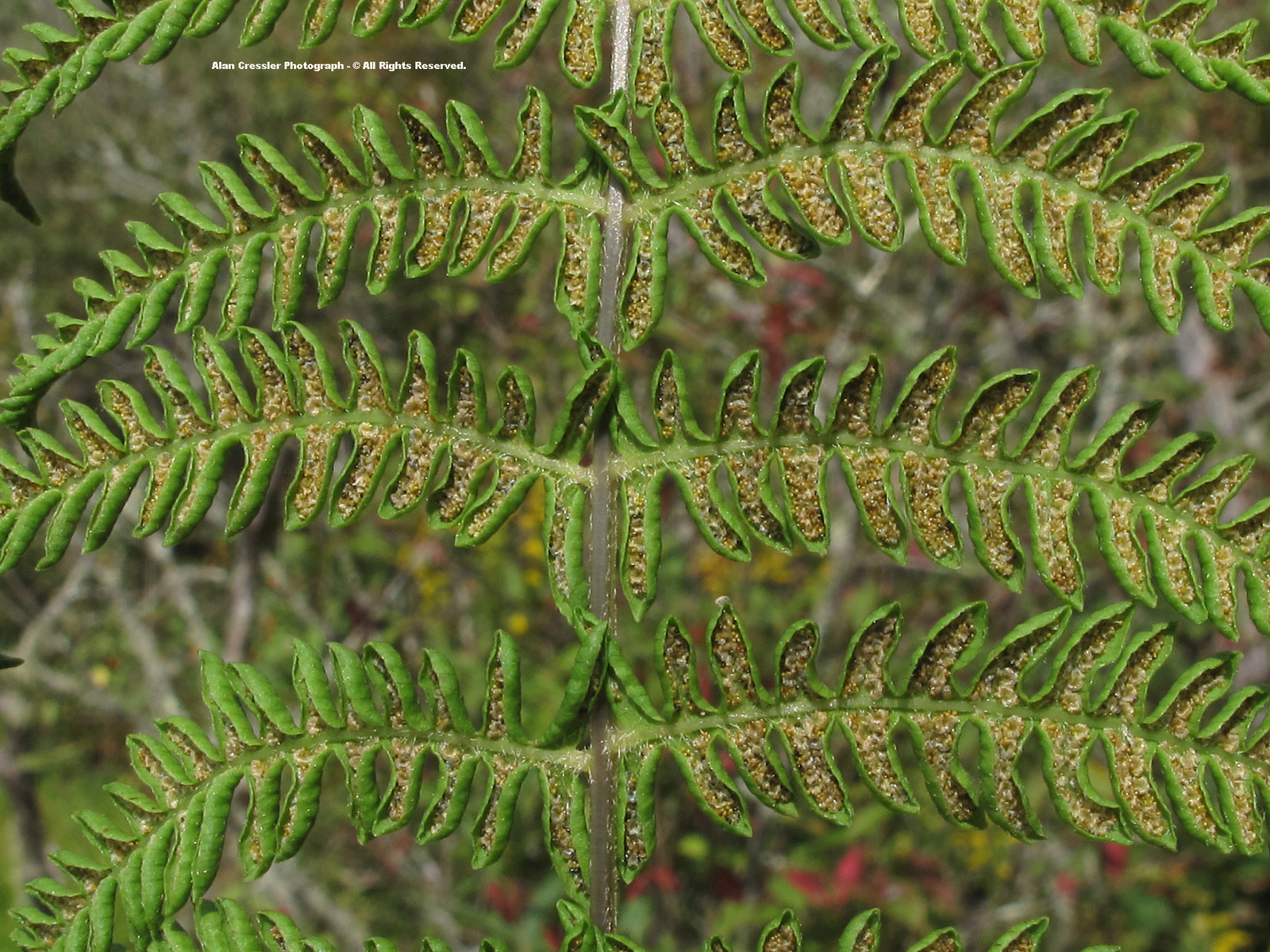 The High Knob Landform: Flora 3: Ferns of The High Knob Landform