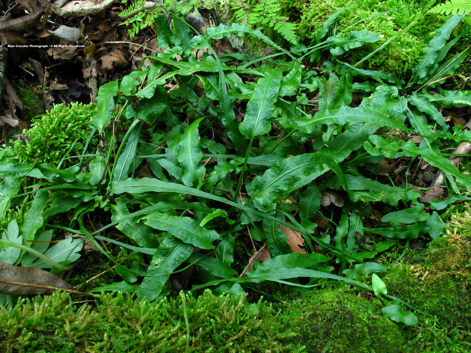 The High Knob Landform: Flora 3: Ferns of The High Knob Landform