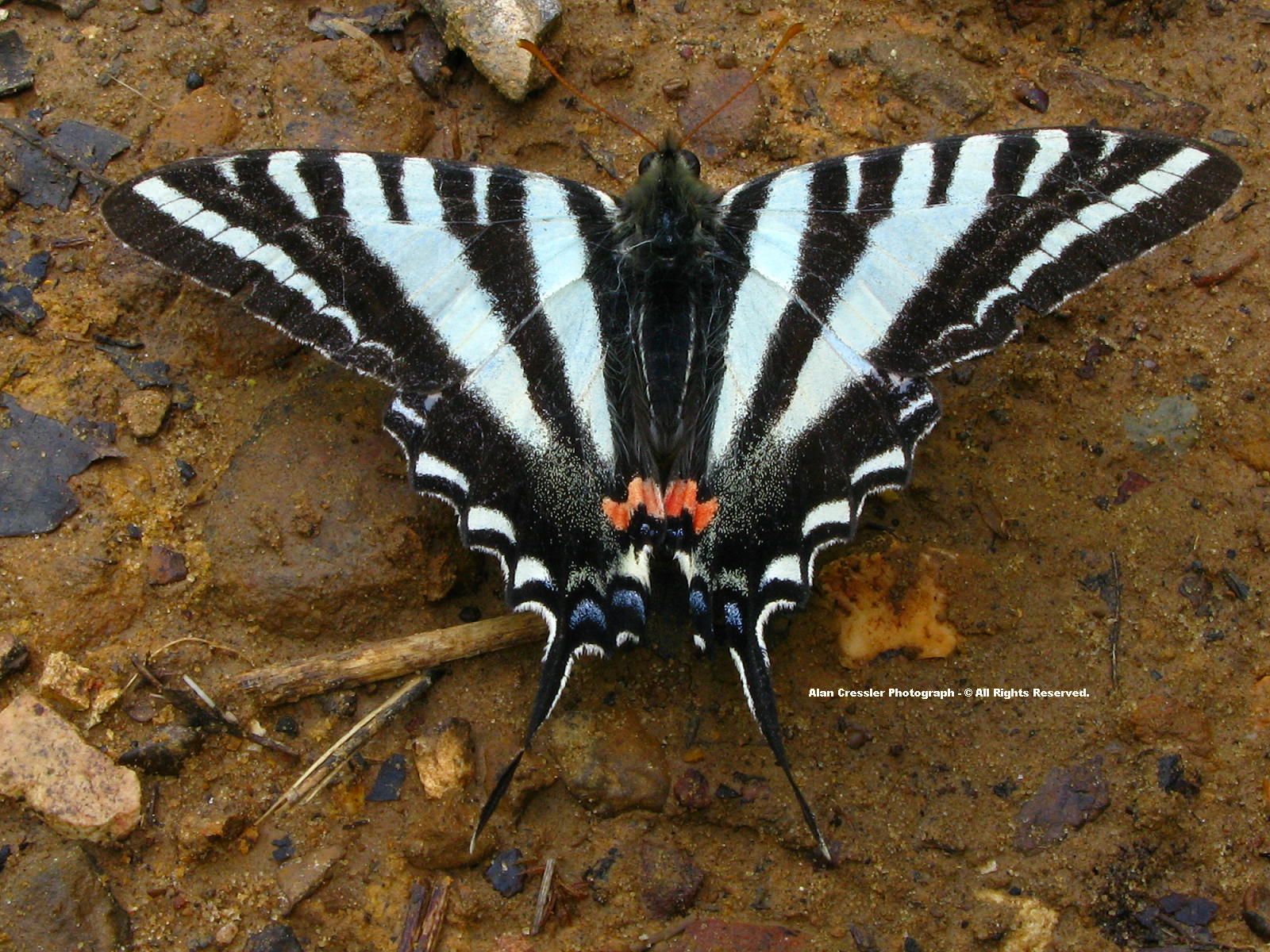 Zebra Swallowtail Host Plant PLANTanswers: Plant Answers > Hummingbird Bush