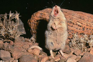 Earth Ponderings: A Howling Mouse?