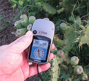 Survival 4 Christians: CITY FORAGING - The Prickly Pear Cactus