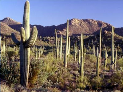 C.$ocial3$ díí $aanDri: Clima desértico (Zona cálida)