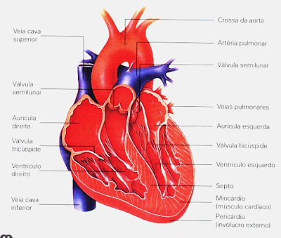 O sistema cardio-respiratório