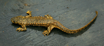 Reptiles y Anfibios de Extremadura: Gallipato