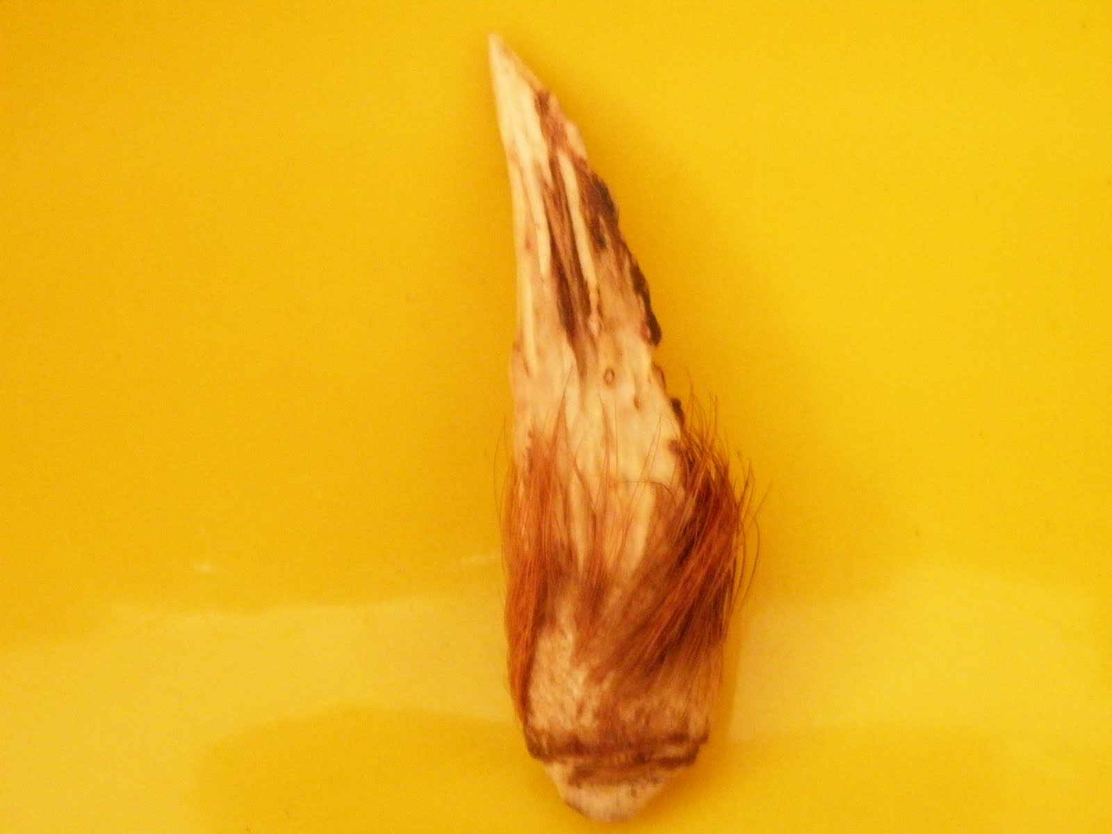 VERY RARE MOUSEDEER HORN. | RARE ANTIQUES AND SUPERNATURALS