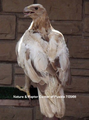 Leucistic Golden Eagle