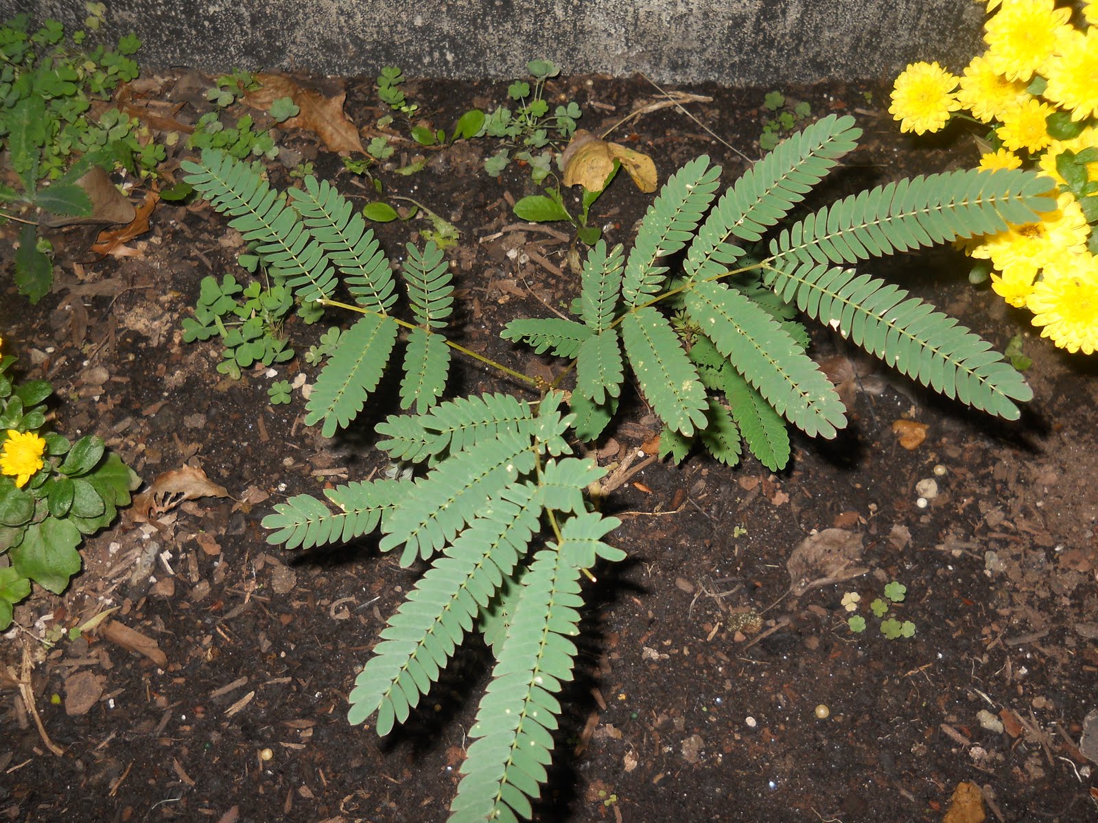 Shireesha's Blogspot: Jammi