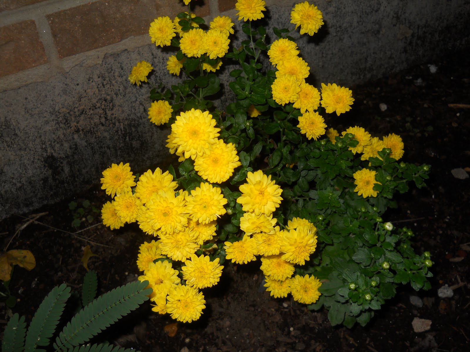 Shireesha's Blogspot: Jammi