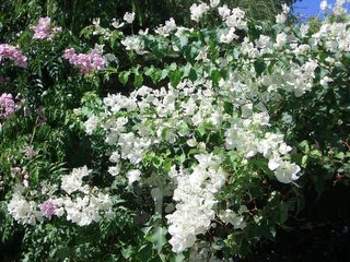 RW PAISAGISMO: TREPADEIRA: PRIMAVERA OU BUGANVÍLIA