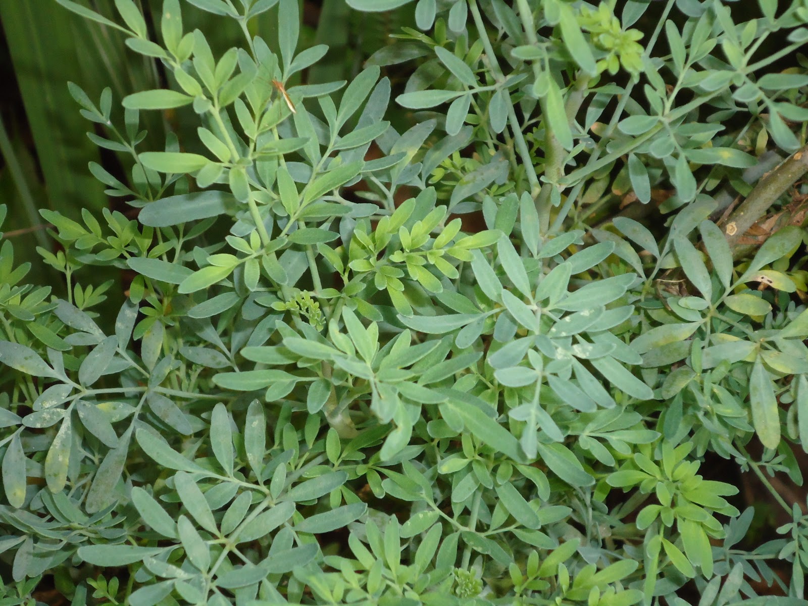 Las plantas medicinales: LAS PLANTAS MEDICINALES DE MI REGION