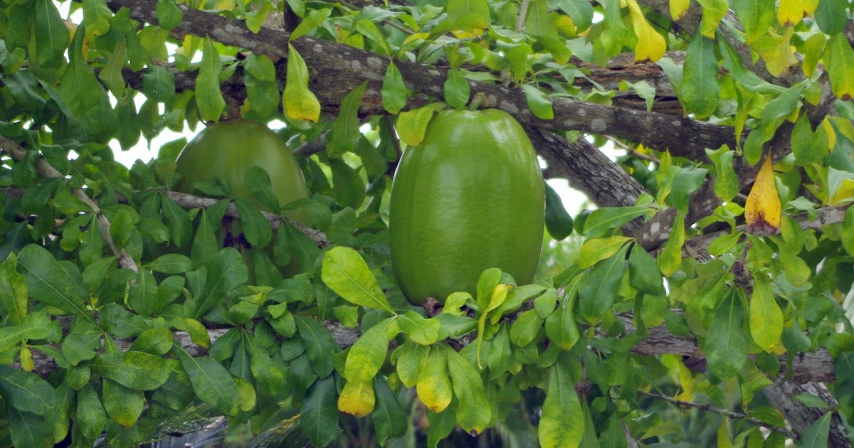 Con ojos curiosos en Rep.Dominicana: higuero,arbol de America Central ...