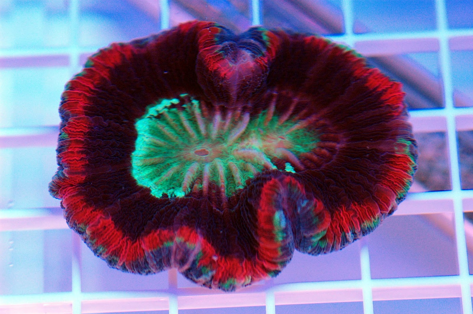 Oceanic Corals: 2010-11-28