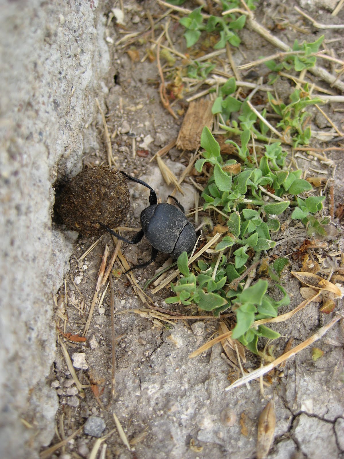 The Desert Chronicles: Fun With Dung!