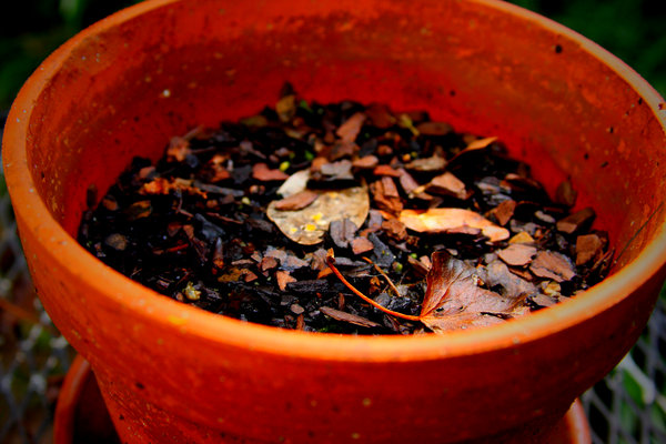 :: Inspired Diaries ::: The Emperor and the Seed!!