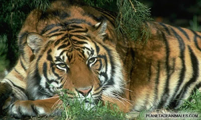 tigres: tigres de vengala