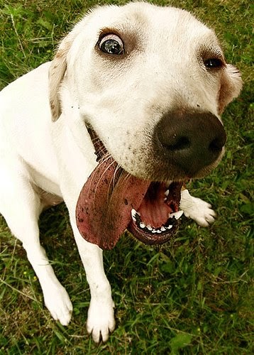 Perros Locos | The Tase Of Chaos