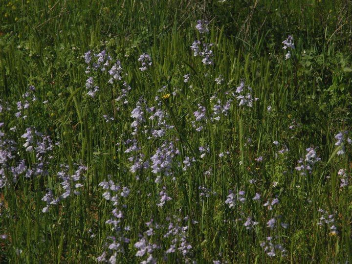 Anybody Seen My Focus?: Canadian Toadflax (Nuttallanthus canadensis)