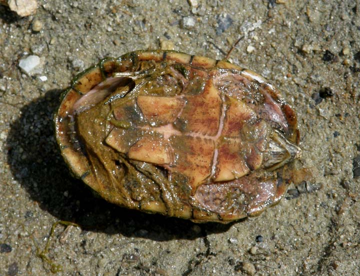 Anybody Seen My Focus?: Common Musk Turtle (Sternotherus odoratus)