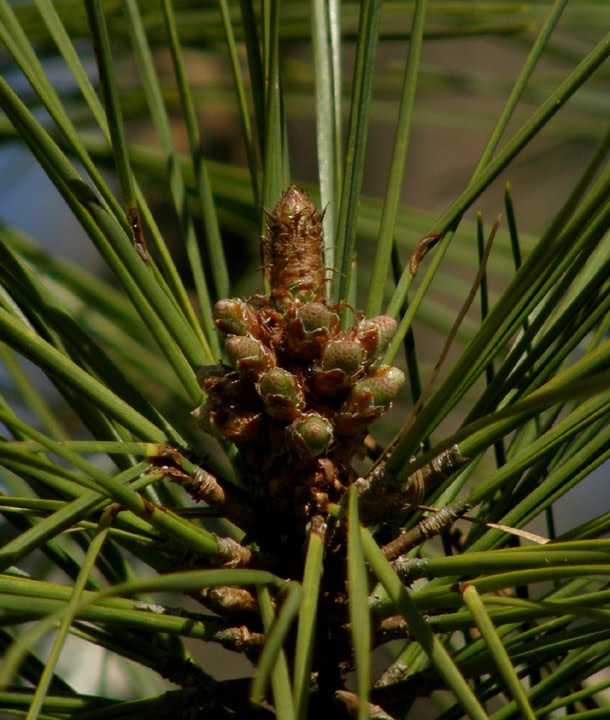 Anybody Seen My Focus?: Loblolly Pine: Pinus taeda (Part 1)