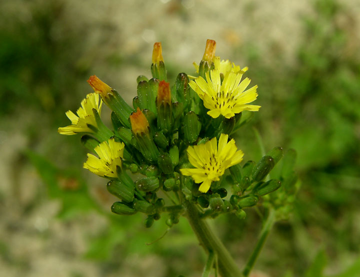 Anybody Seen My Focus?: Oriental False Hawksbeard (Youngia japonica)