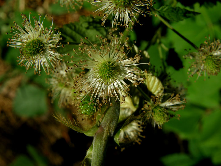 Anybody Seen My Focus?: Sawtooth Blackberry (Rubus argutus)