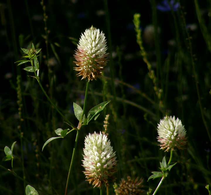 Anybody Seen My Focus?: Arrowleaf Clover (Trifolium vesiculosum)