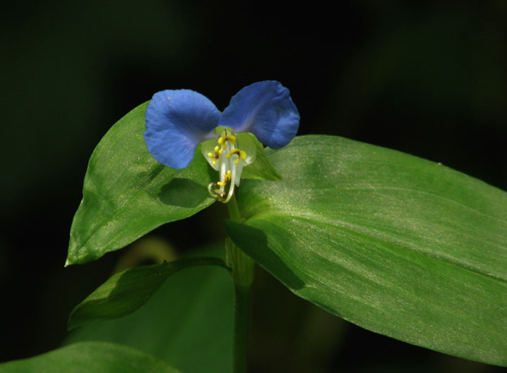 Anybody Seen My Focus?: Dayflowers: Common Dayflower (Commelina ...