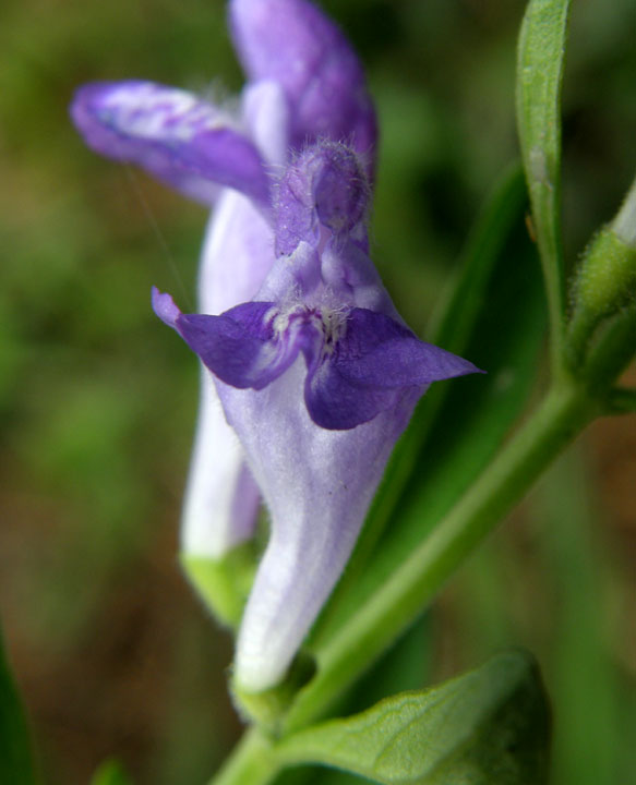 Anybody Seen My Focus?: Helmet flower (Scutellaria integrifolia)