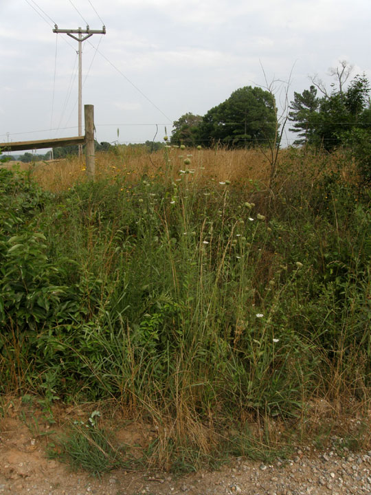 Anybody Seen My Focus?: Brazilian Vervain (Verbena brasiliensis)