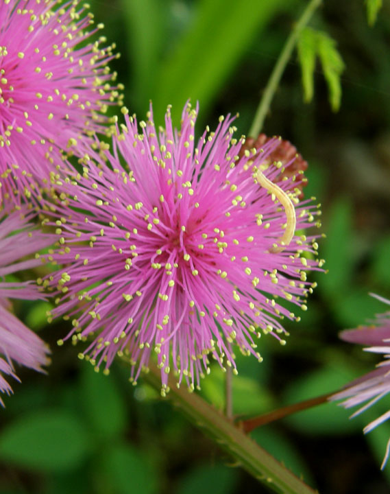 Anybody Seen My Focus?: Littleleaf Sensitive-briar (Mimosa microphylla)