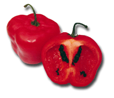 Gastronomía Kiefer: EL ROCOTO