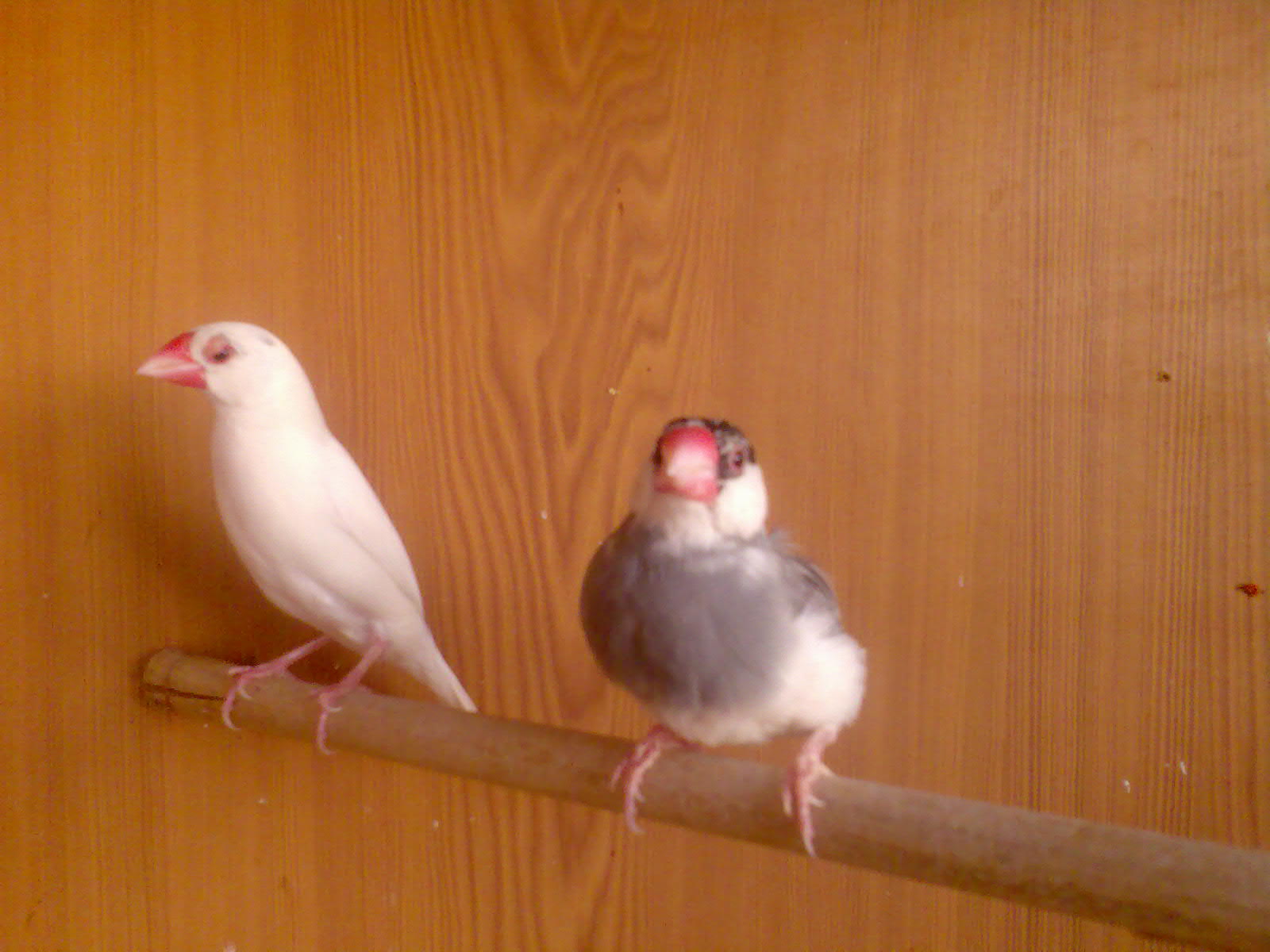 VENDA DE AVES: CASAL DE PARDAL JAVA