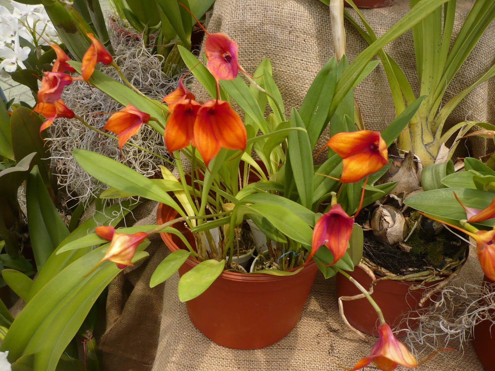 SABIA NATURALEZA: PERU FLORA 2010