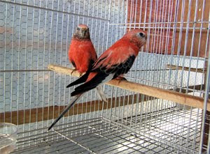 mundo das aves: Periquito de Bourke