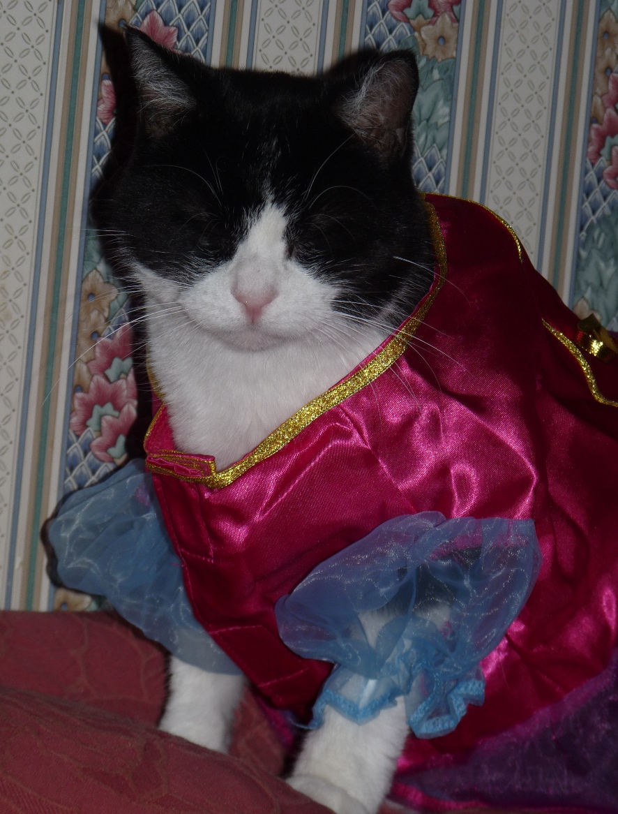 Wendy's 3-D Cats: TUXY TUESDAY WITH DOMINO: DAMSEL IN DIS DRESS!