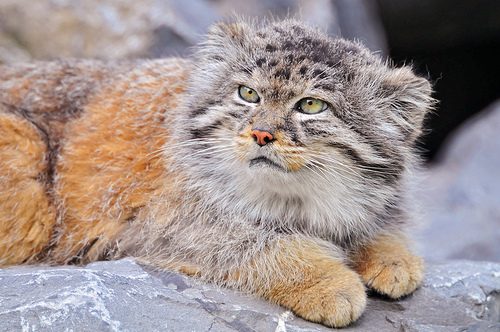 8 JENIS KUCING LIAR YANG MUNGKIN BELUM ANDA KETAHUI ~ SAYOUDAN CITY
