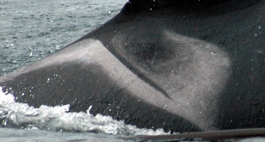 Orca Watcher: Intricate Saddle Patch