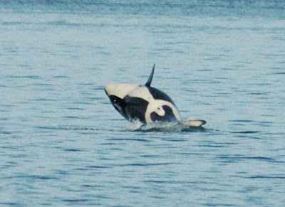 Orca Watcher: October 2008